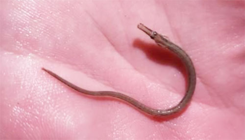 흰점실고기(Beady pipefish). Hippichthys penicillus