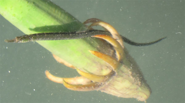 흰점실고기(Beady pipefish). Hippichthys penicillus