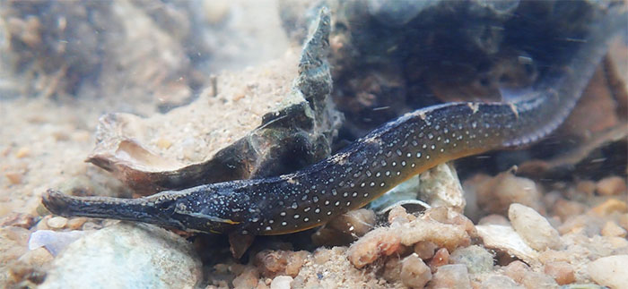 흰점실고기(Beady pipefish). Hippichthys penicillus