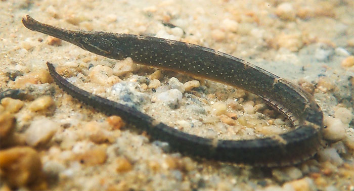 흰점실고기(Beady pipefish). Hippichthys penicillus