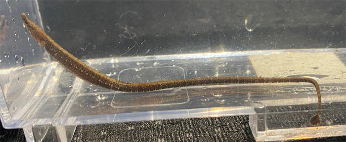 흰점실고기(Beady pipefish). Hippichthys penicillus