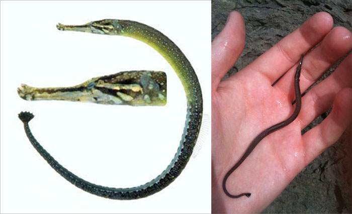 흰점실고기(Beady pipefish). Hippichthys penicillus