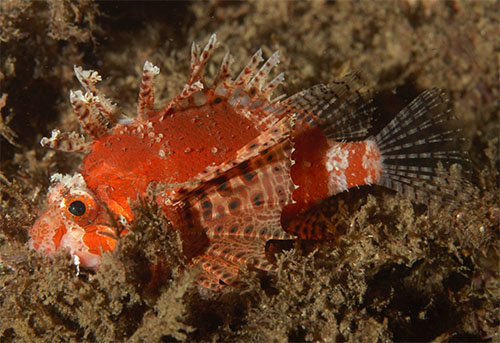 짧은날개쏠배감펭(Dwarf lionfish) Dendrochirus brachypterus