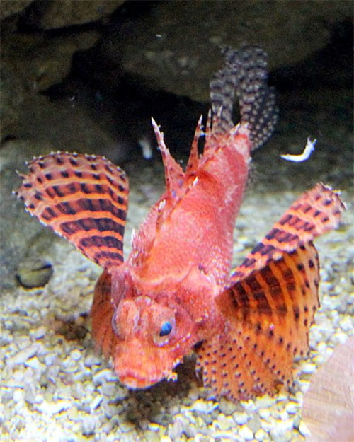 짧은날개쏠배감펭(Dwarf lionfish) Dendrochirus brachypterus