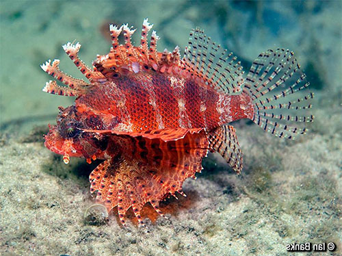 짧은날개쏠배감펭(Dwarf lionfish) Dendrochirus brachypterus
