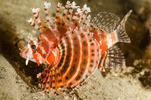 짧은날개쏠배감펭(Dwarf lionfish) Dendrochirus brachypterus