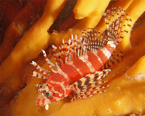 짧은날개쏠배감펭(Dwarf lionfish) Dendrochirus brachypterus