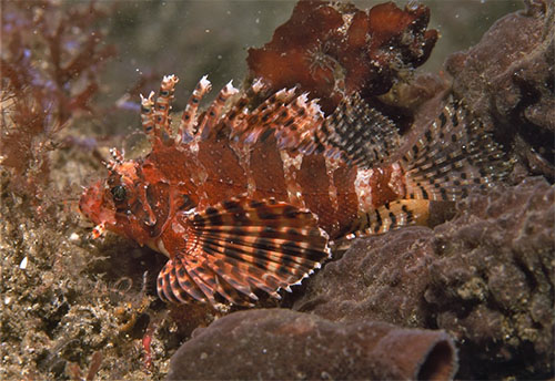 짧은날개쏠배감펭(Dwarf lionfish) Dendrochirus brachypterus
