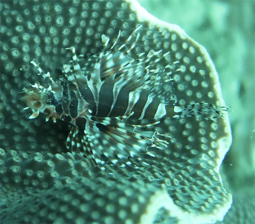 얼룩말쏠배감펭(Zebra turkeyfish). Dendrochirus zebra(
