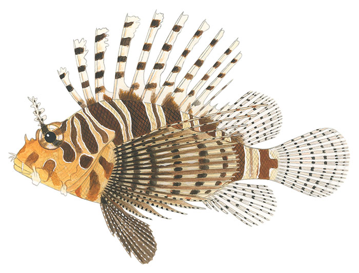 얼룩말쏠배감펭(Zebra turkeyfish). Dendrochirus zebra(