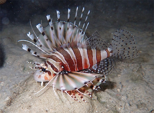 얼룩말쏠배감펭(Zebra turkeyfish). Dendrochirus zebra(