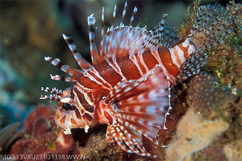 얼룩말쏠배감펭(Zebra turkeyfish). Dendrochirus zebra(