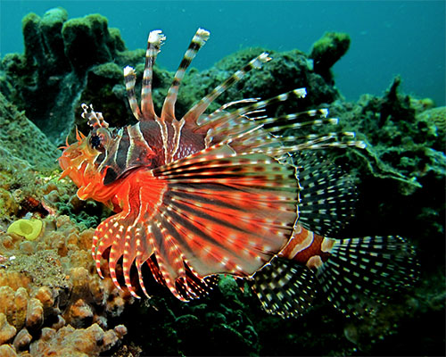 얼룩말쏠배감펭(Zebra turkeyfish). Dendrochirus zebra(