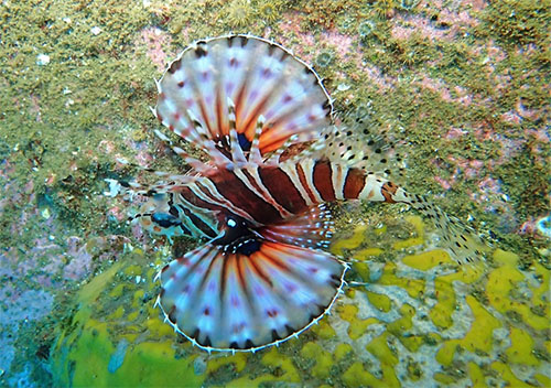 얼룩말쏠배감펭(Zebra turkeyfish). Dendrochirus zebra(