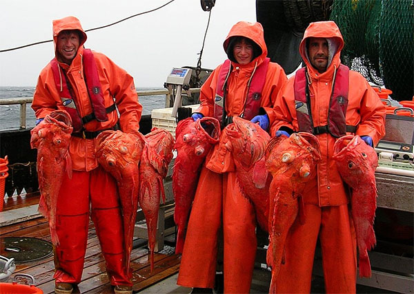 숏레이커 볼락(Shortraker rockfish). Sebastes borealis