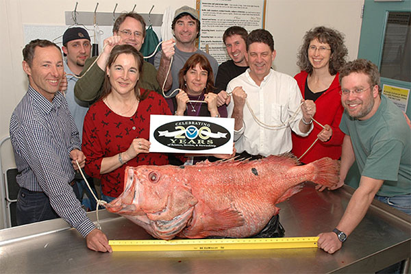 숏레이커 볼락(Shortraker rockfish). Sebastes borealis