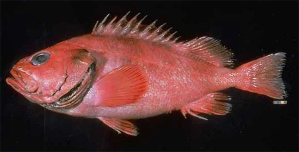 숏레이커 볼락(Shortraker rockfish). Sebastes borealis