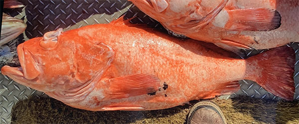 숏레이커 볼락(Shortraker rockfish). Sebastes borealis