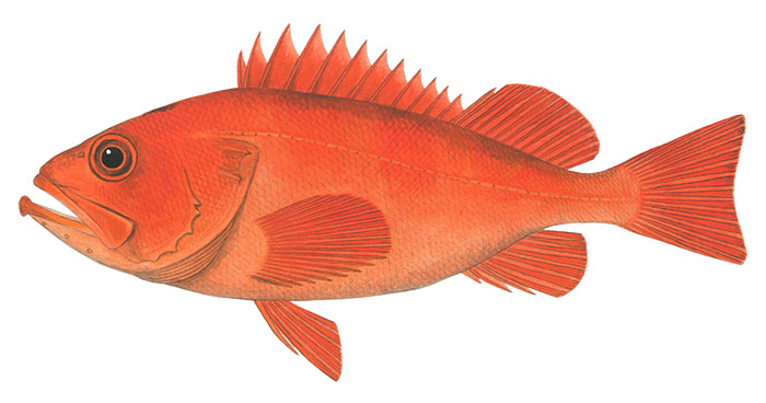숏레이커 볼락(Shortraker rockfish). Sebastes borealis
