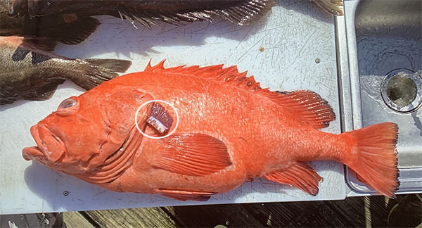 숏레이커 볼락(Shortraker rockfish). Sebastes borealis