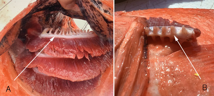 숏레이커 볼락(Shortraker rockfish). Sebastes borealis