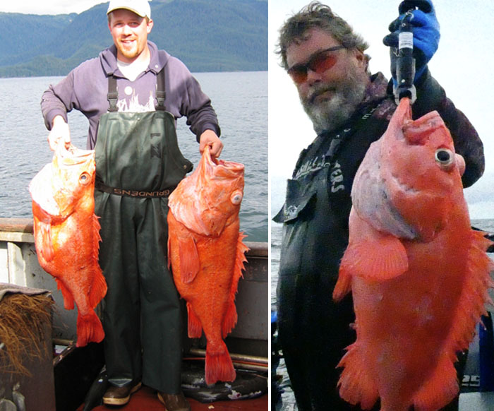 숏레이커 볼락(Shortraker rockfish). Sebastes borealis