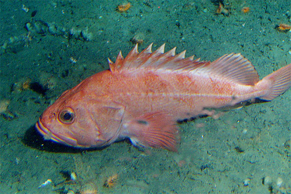 숏레이커 볼락(Shortraker rockfish). Sebastes borealis