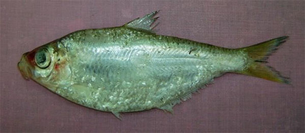 시궁배톱치(Indian pellona). Pellona ditchela(Valenciennes, 1847).