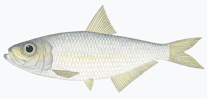 시궁배톱치(Indian pellona). Pellona ditchela(Valenciennes, 1847).