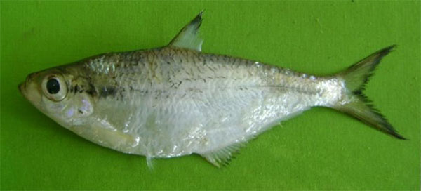 시궁배톱치(Indian pellona). Pellona ditchela(Valenciennes, 1847).