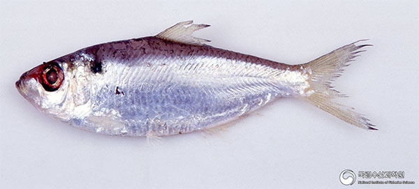 시궁배톱치(Indian pellona). Pellona ditchela(Valenciennes, 1847).