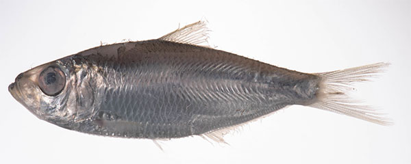 시궁배톱치(Indian pellona). Pellona ditchela(Valenciennes, 1847).