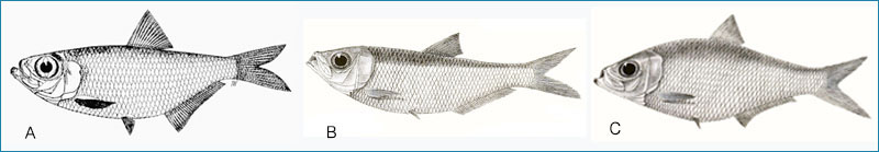 시궁배톱치(Indian pellona). Pellona ditchela(Valenciennes, 1847).