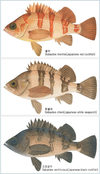 흰볼락((Japanese white seaperch). Sebastes cheni