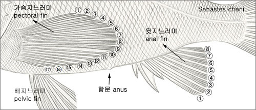 흰볼락((Japanese white seaperch). Sebastes cheni