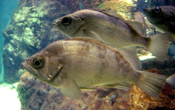 흰볼락((Japanese white seaperch). Sebastes cheni