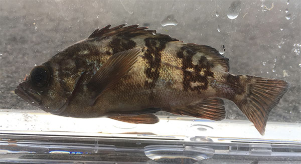 흰볼락((Japanese white seaperch). Sebastes cheni