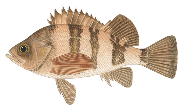 흰볼락((Japanese white seaperch). Sebastes cheni