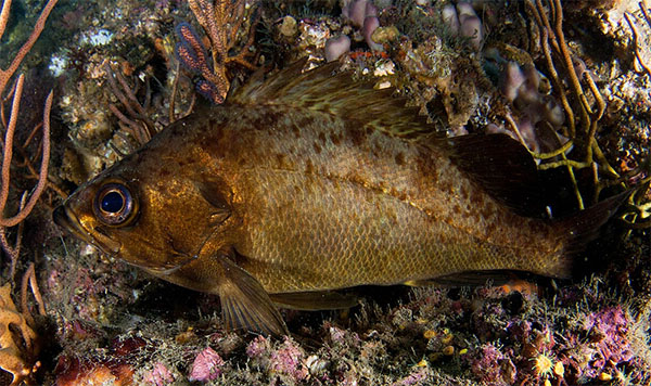 검정볼락(Japanese black seaperch). Sebastes ventricosus