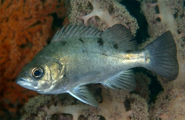 검정볼락(Japanese black seaperch). Sebastes ventricosus