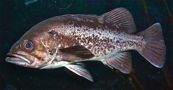 검은볼락(Black rockfish). Sebastes melanops