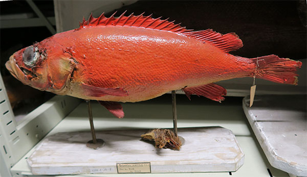 대서양 볼락(Atlantic redfish, Golden redfish). Sebastes norvegicus