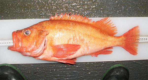대서양 볼락(Atlantic redfish, Golden redfish). Sebastes norvegicus