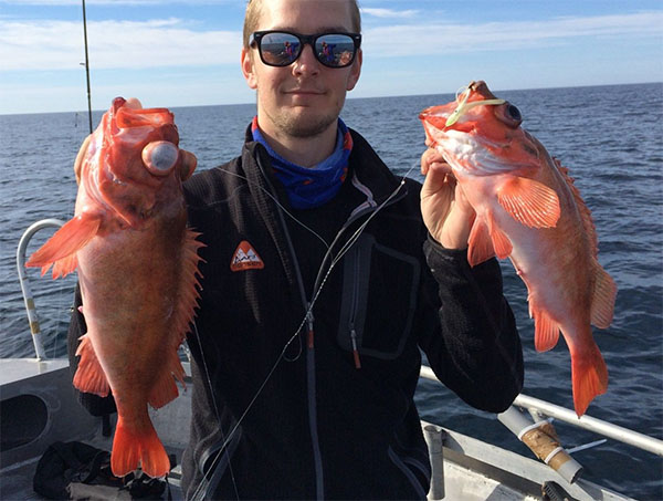 대서양 볼락(Atlantic redfish, Golden redfish). Sebastes norvegicus