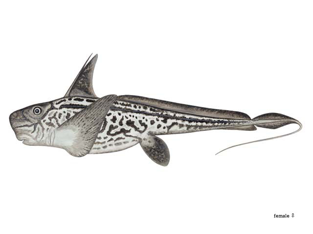 레오파드 키메라(Leopard chimaera)