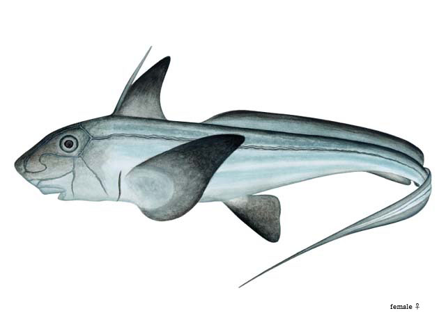 은상어(Silver chimaera)