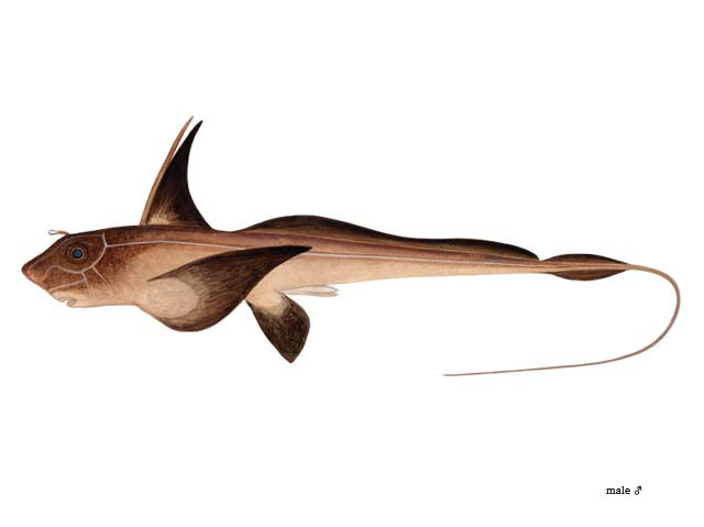 아프리칸 키메라(African chimaera)