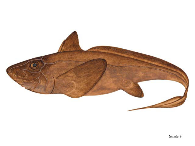 퍼플 키메라(Purple chimaera)