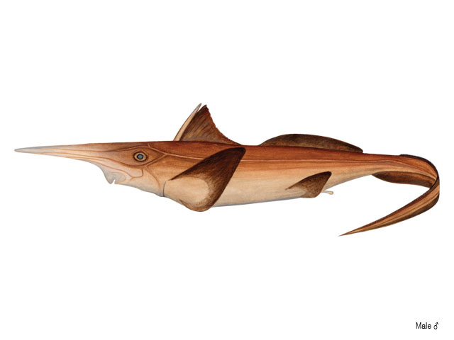 퍼시픽 스푸크피시(Pacific spookfish)