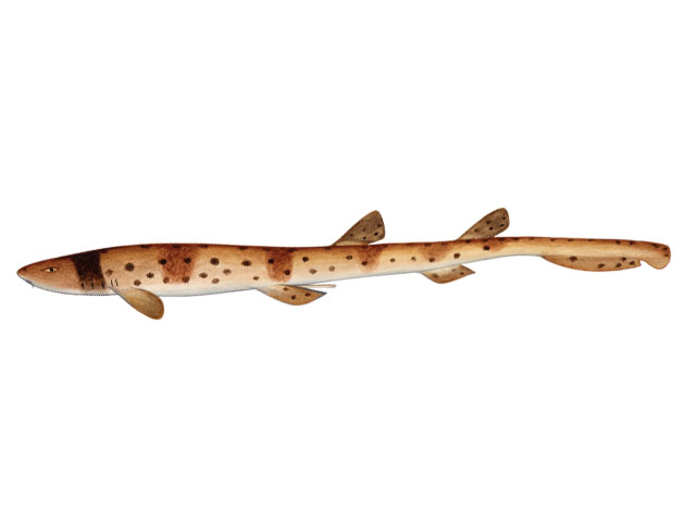 칼라드 카펫샤크(Collared carpetshark)